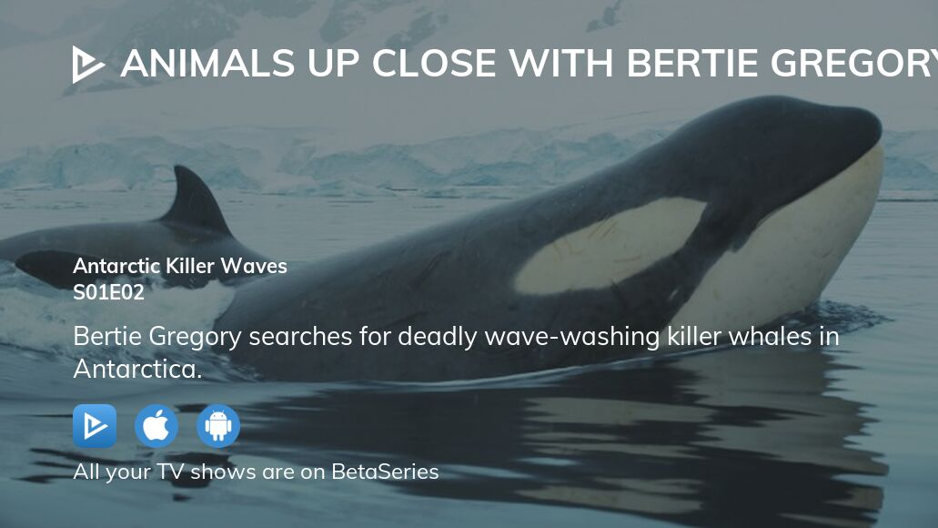 Watch Animals Up Close with Bertie Gregory season 1 episode 2 streaming
