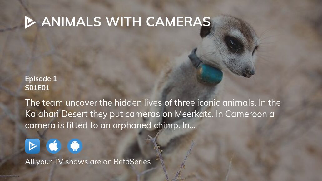Watch Animals with Cameras season 1 episode 1 streaming