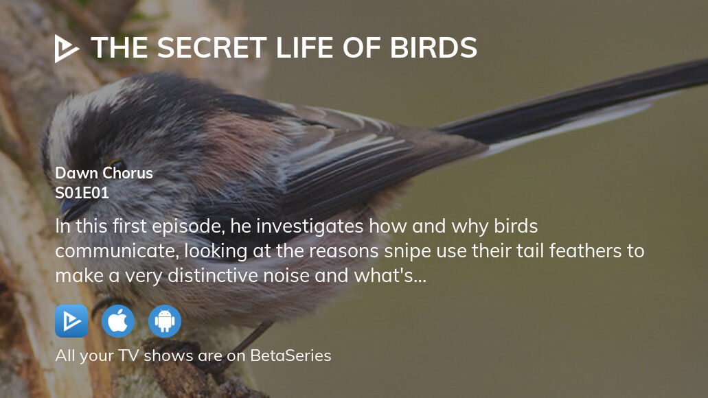 Where to watch The Secret Life of Birds season 1 episode 1 full ...