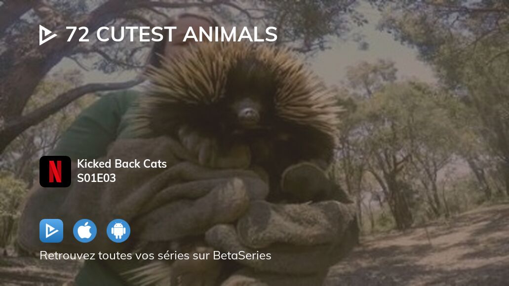 Regarder 72 Cutest Animals saison 1 épisode 3 en streaming complet ...