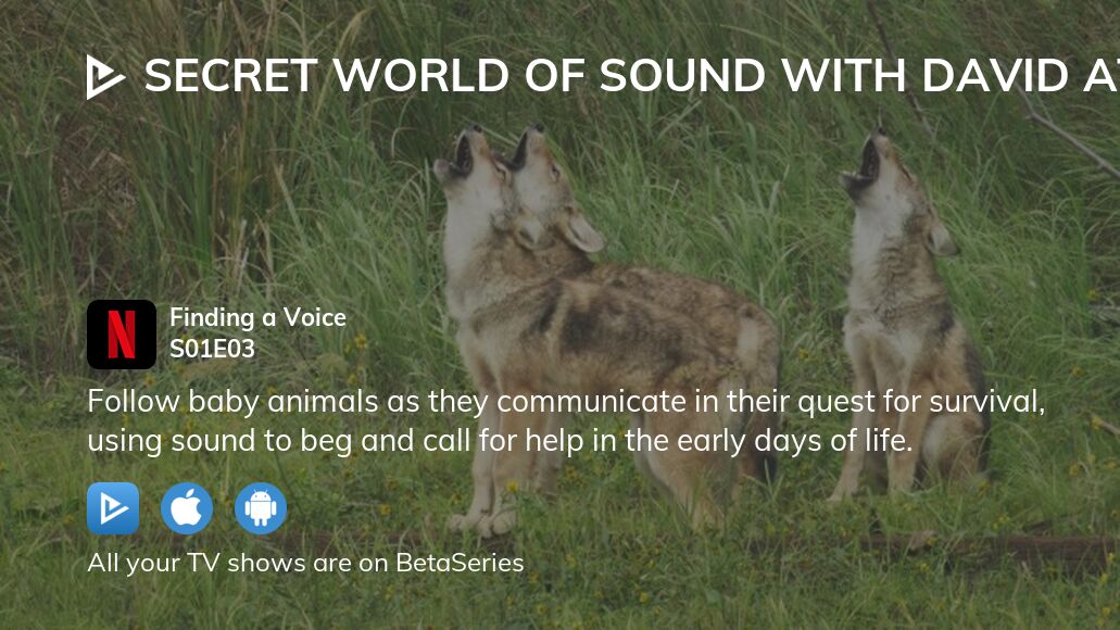 Où regarder Secret World of Sound with David Attenborough saison 1 ...