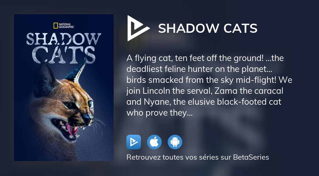 Regarder Shadow Cats streaming